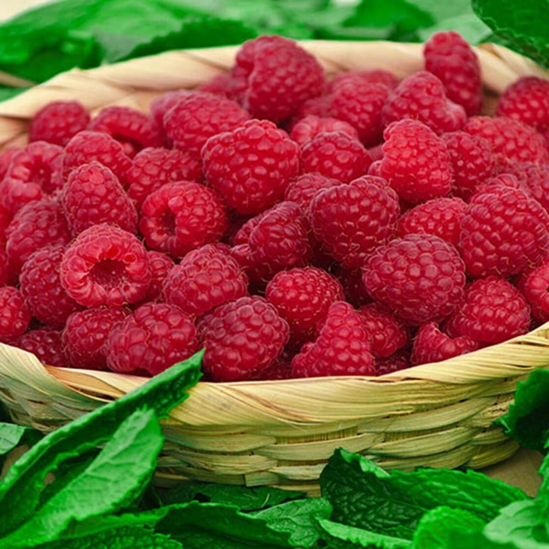 ENCORE RASPBERRY » Sterling Mercantile