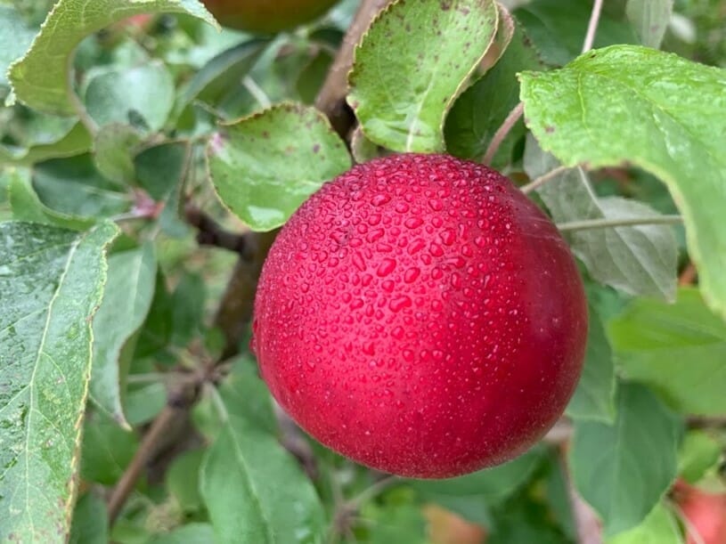 SNOWSWEET APPLE » Sterling Mercantile